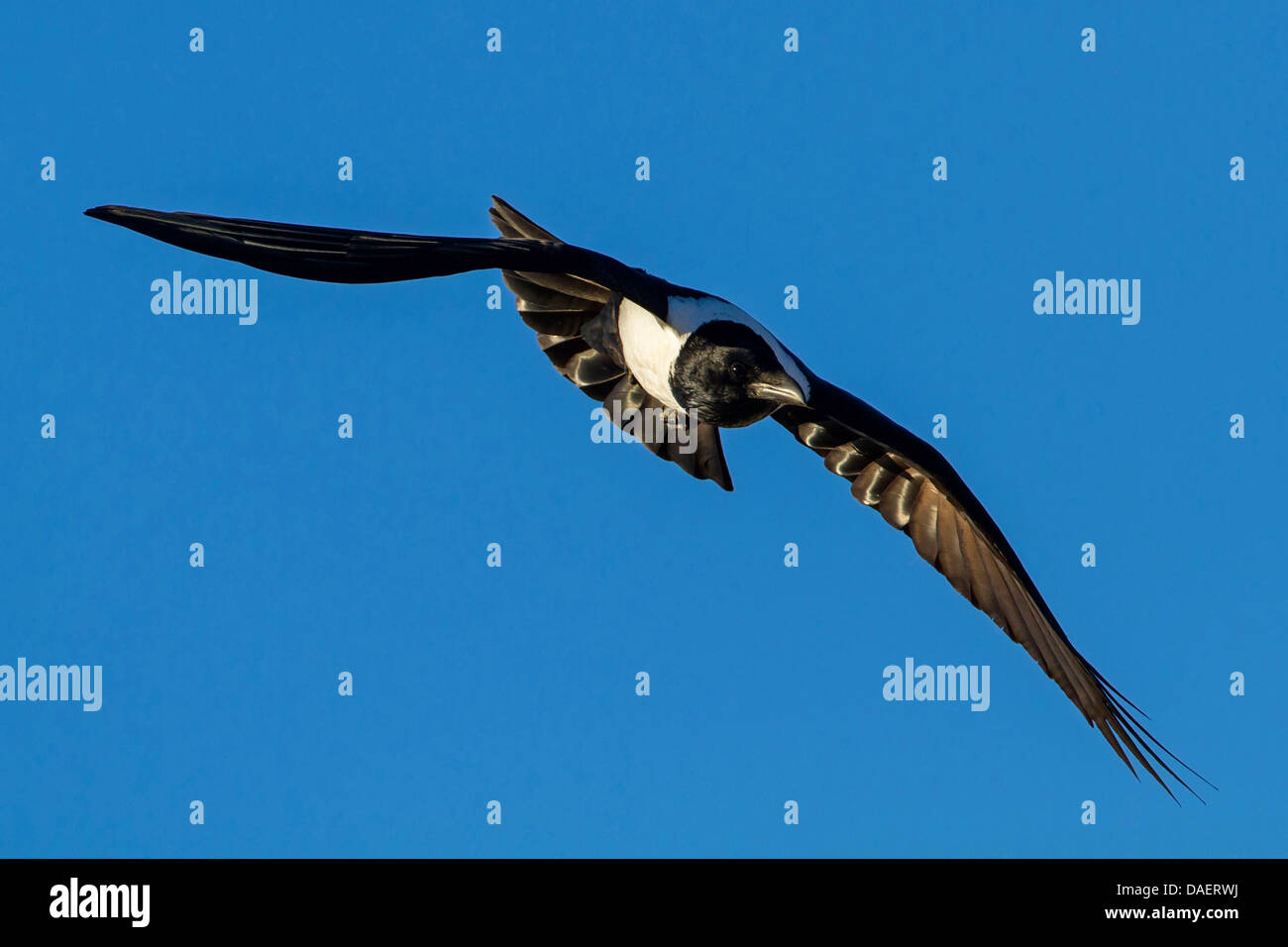 pied crow (Corvus albus), flying, Namibia, Namib Naukluft National Park ...