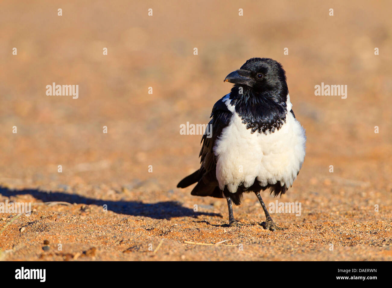 Pied crow corvus albus sitting hi-res stock photography and images - Alamy
