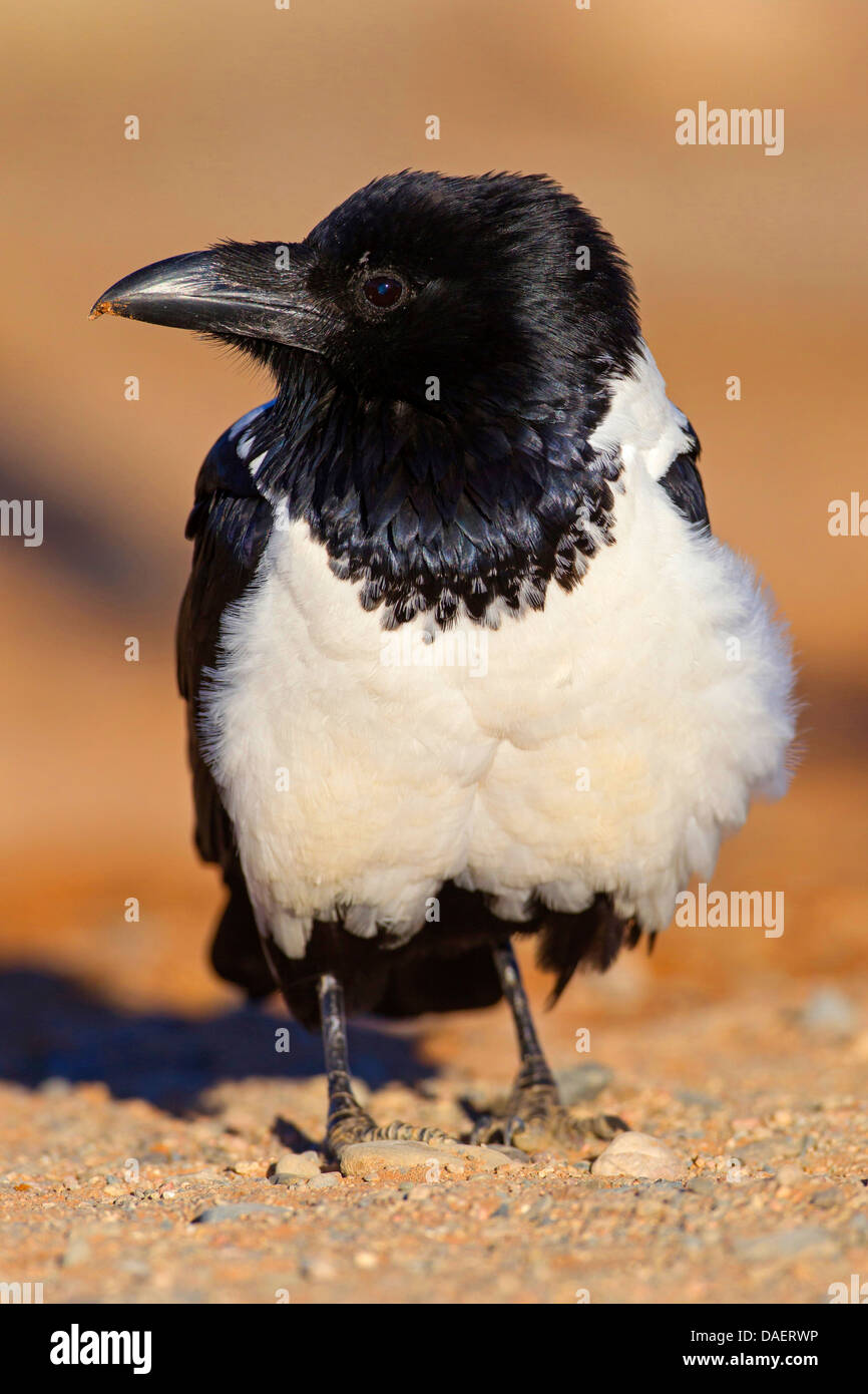 Pied raven hi-res stock photography and images - Alamy