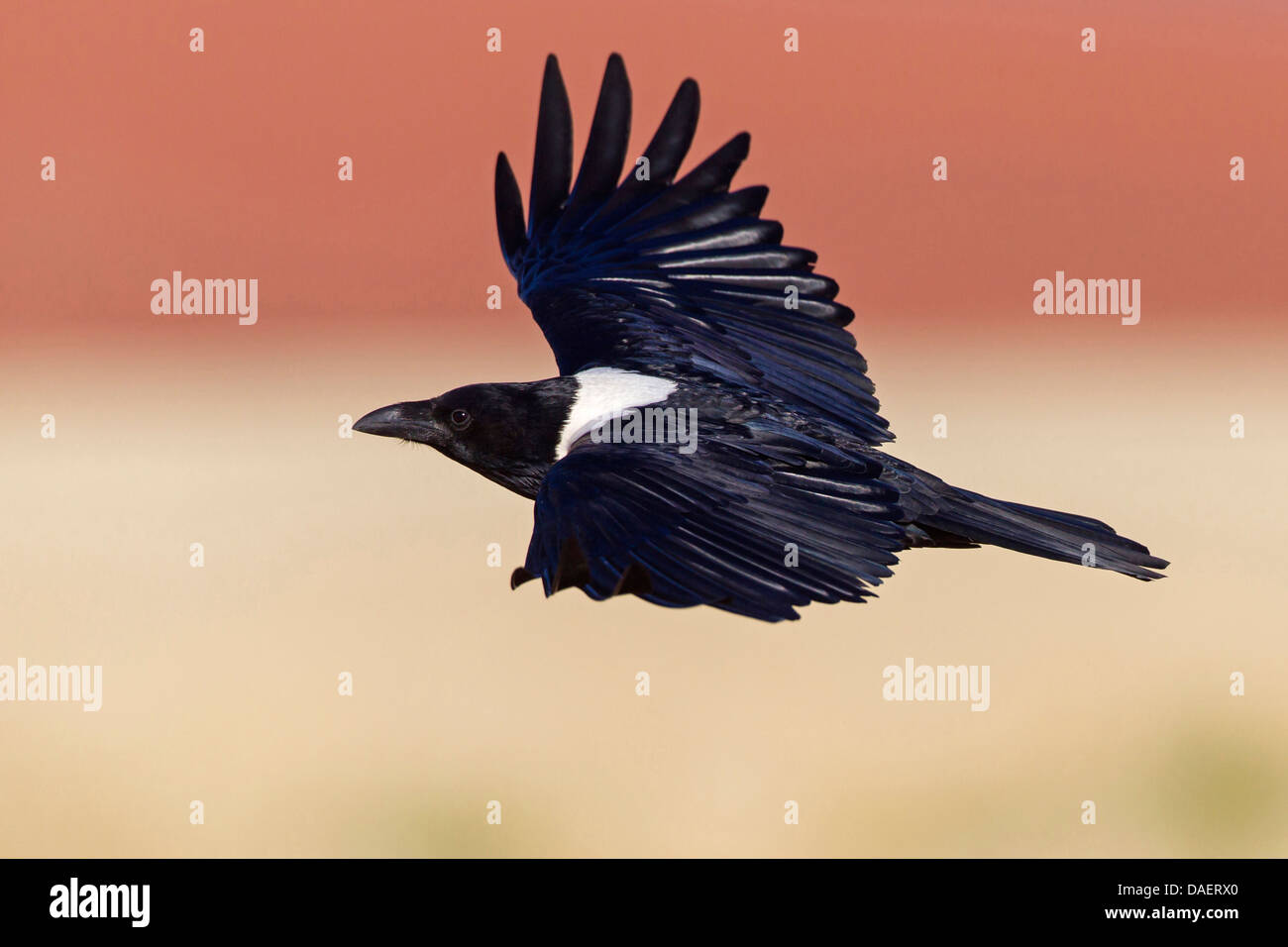 Dead crow flies hi-res stock photography and images - Alamy