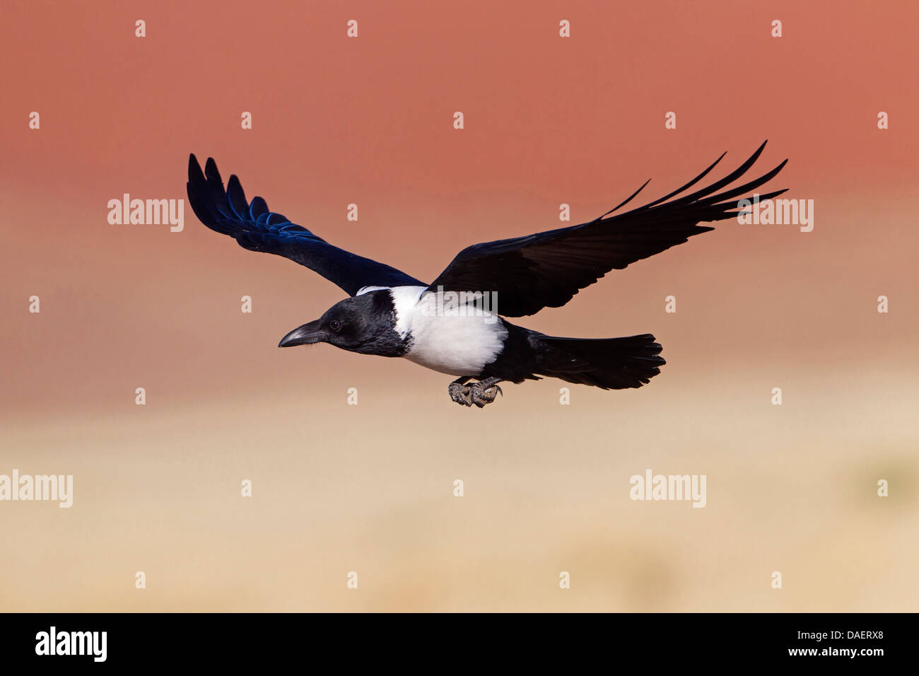 pied crow (Corvus albus), flying, Namibia, Namib Naukluft National Park ...
