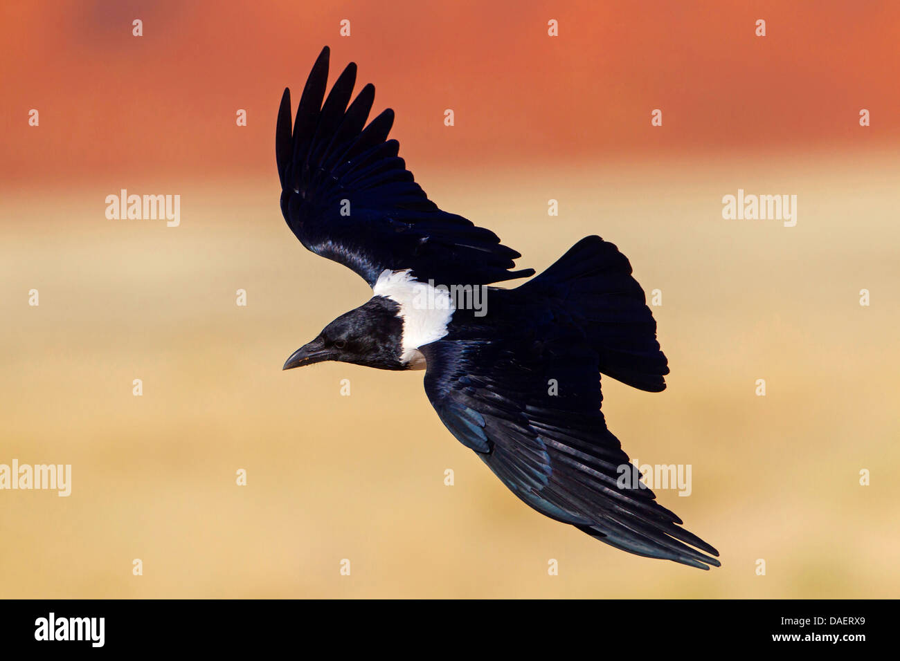 pied crow (Corvus albus), flying, Namibia, Namib Naukluft National Park ...