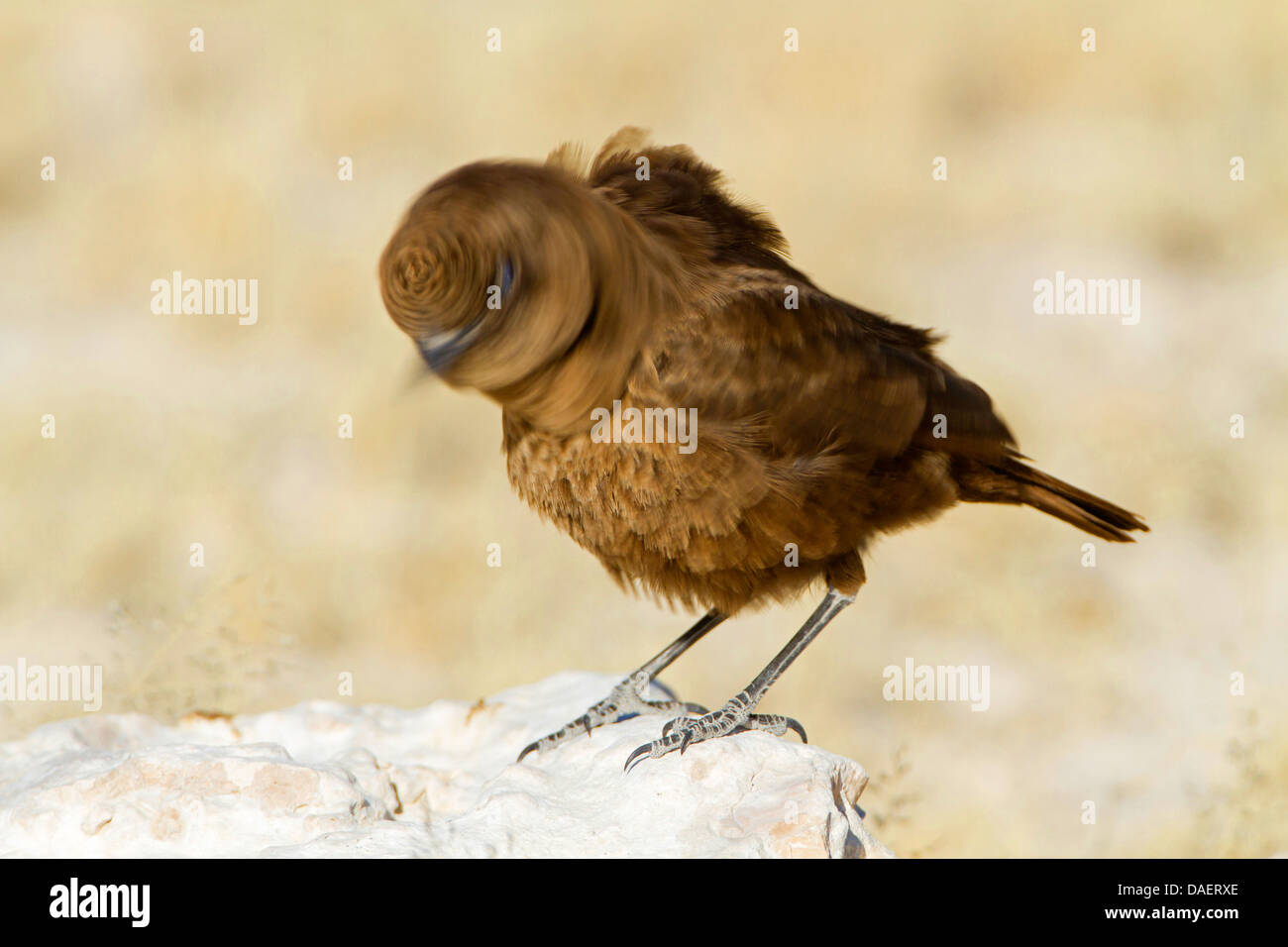 Myrmecocichla Formicivora High Resolution Stock Photography and Images ...