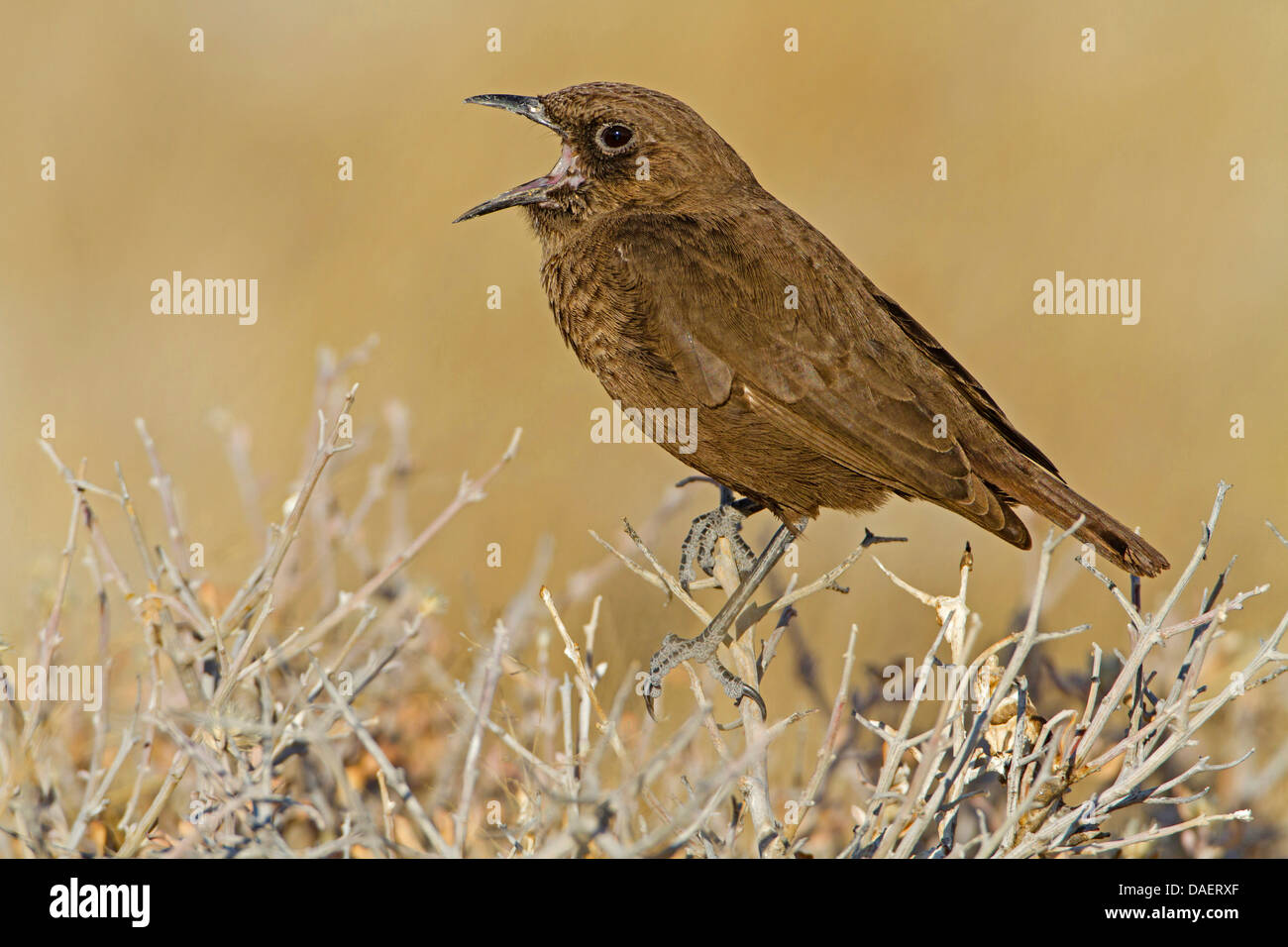 Myrmecocichla formicivora hi-res stock photography and images - Alamy
