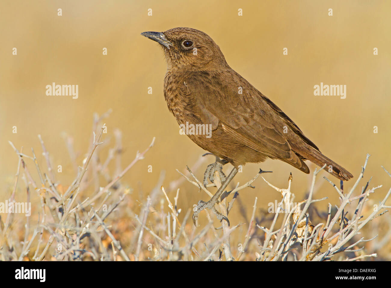 southern anteater chat (Myrmecocichla formicivora), sitting on a bush ...