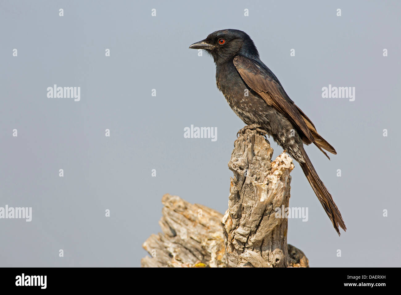 Fork-tailed Drongo, Common Drongo (Dicrurus adsimilis), sitting on a ...