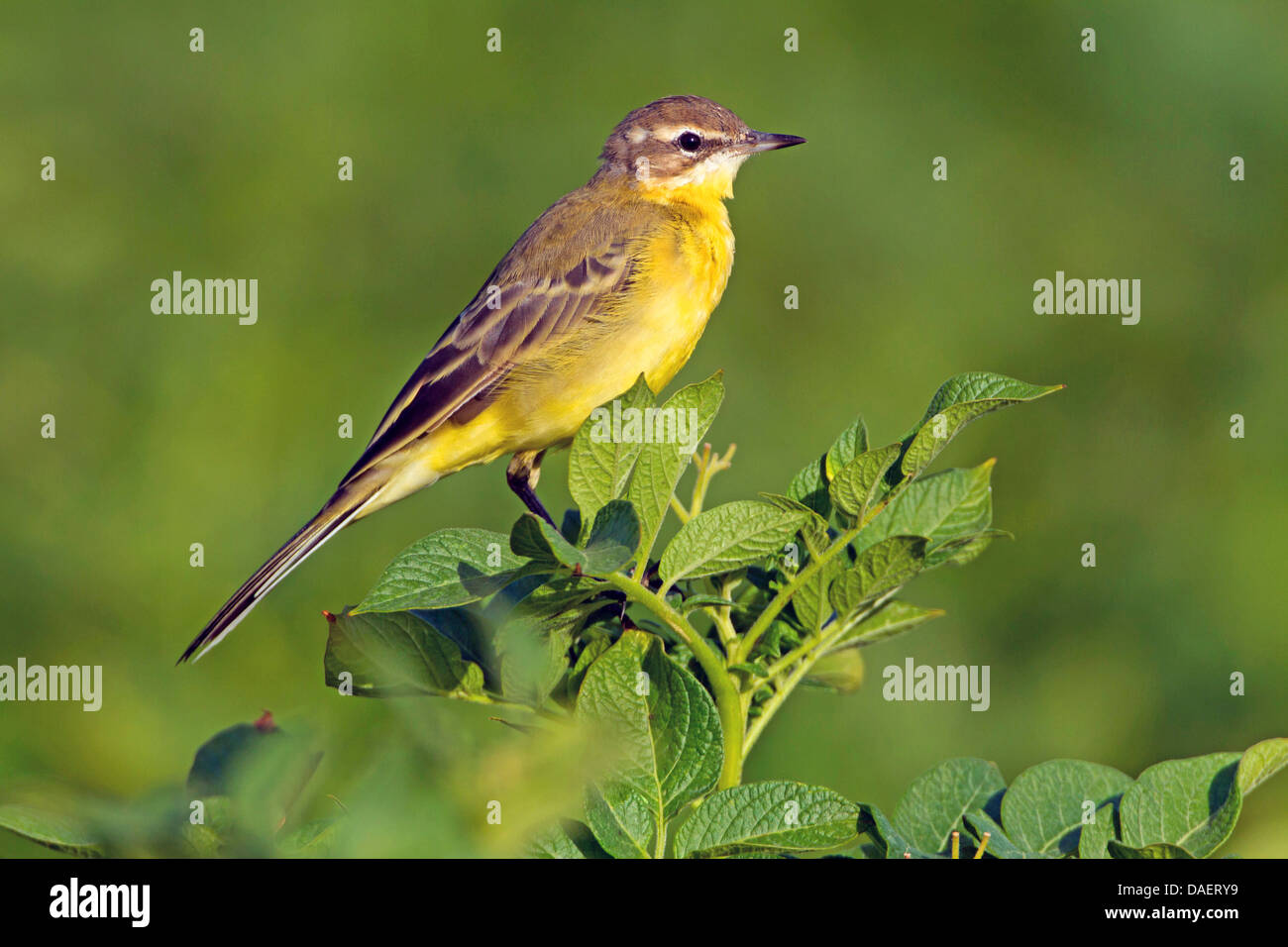 Blue-headed Wagtail, Yellow Wagtail (Motacilla flava flava), sitting on ...