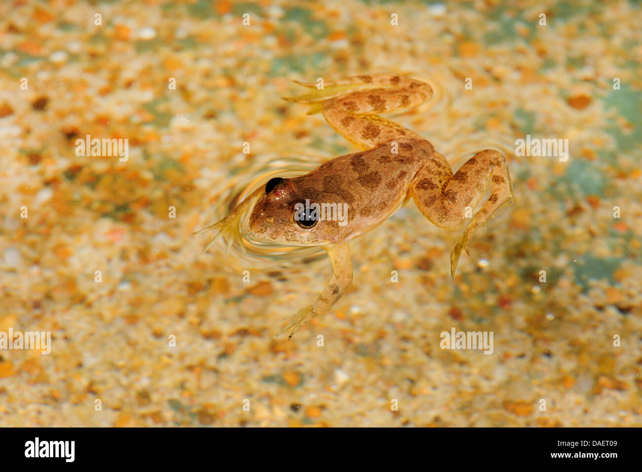 Indian Skipper Frog, Skittering Frog (Euphlyctis cyanophlyctis), on ...