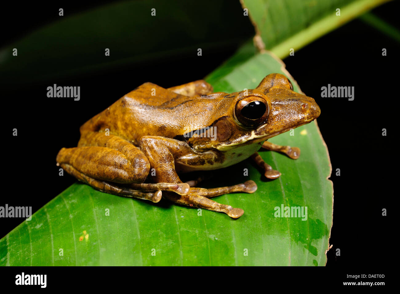 tropical frog species (Polypedates cruciger), sitting on a leaf, Sri ...