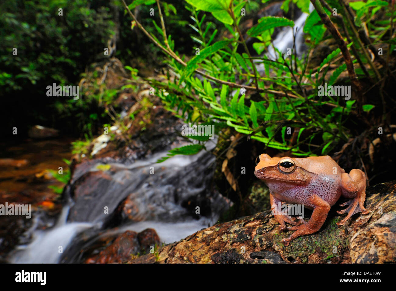 tropical frog species (Pseudophilautus reticulatus), sitting at the ...