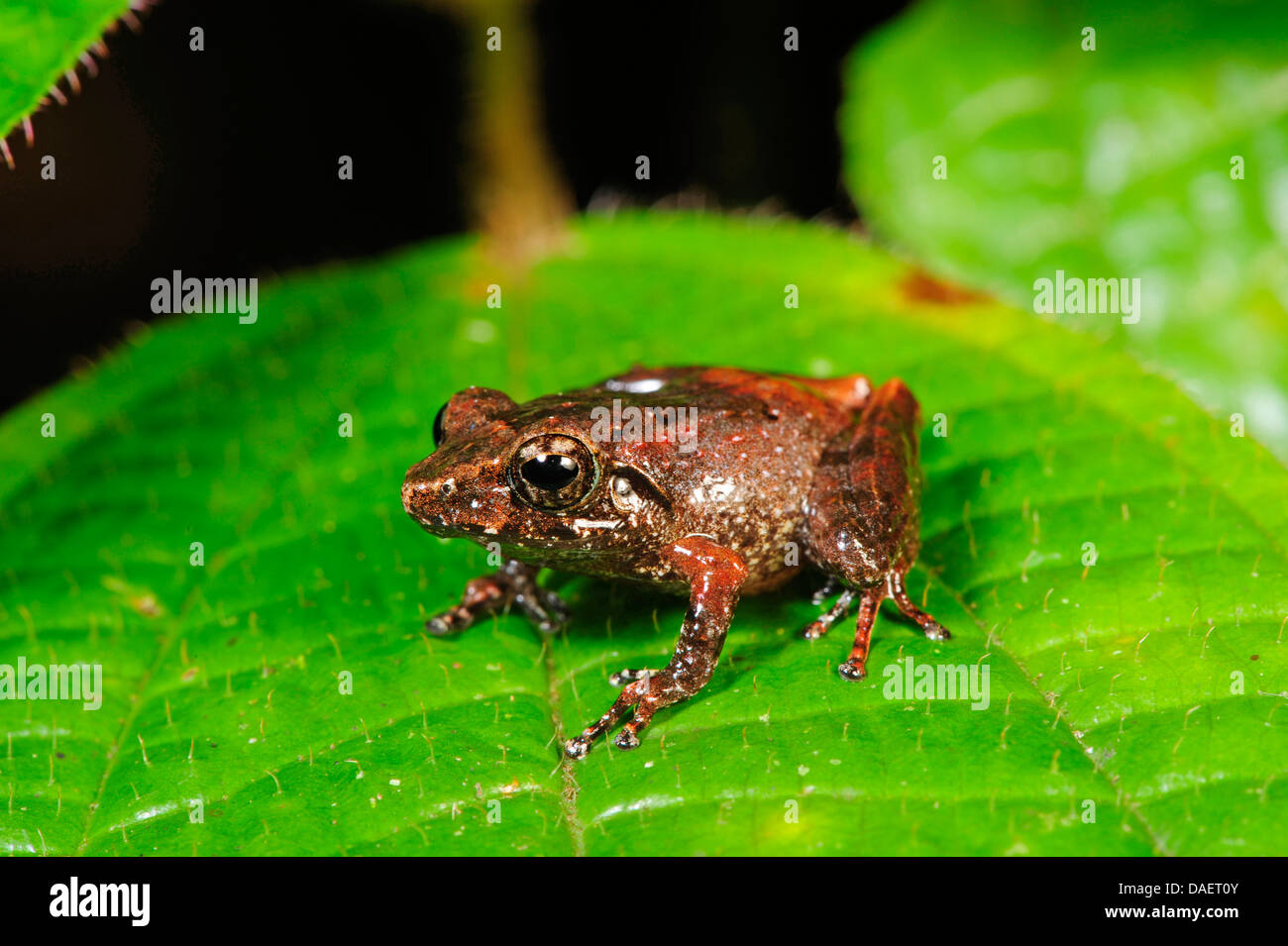 Tropical frog species pseudophilautus hi-res stock photography and ...