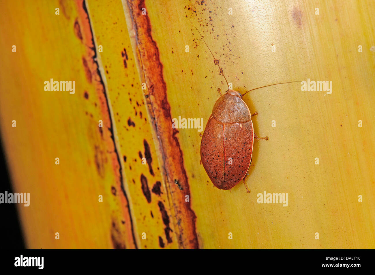 cockroaches (Blattodea), sitting at a leaf, Sri Lanka Stock Photo - Alamy