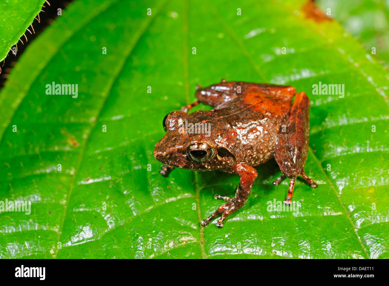 tropical frog species (Pseudophilautus spec.), sitting on a leaf, Sri ...