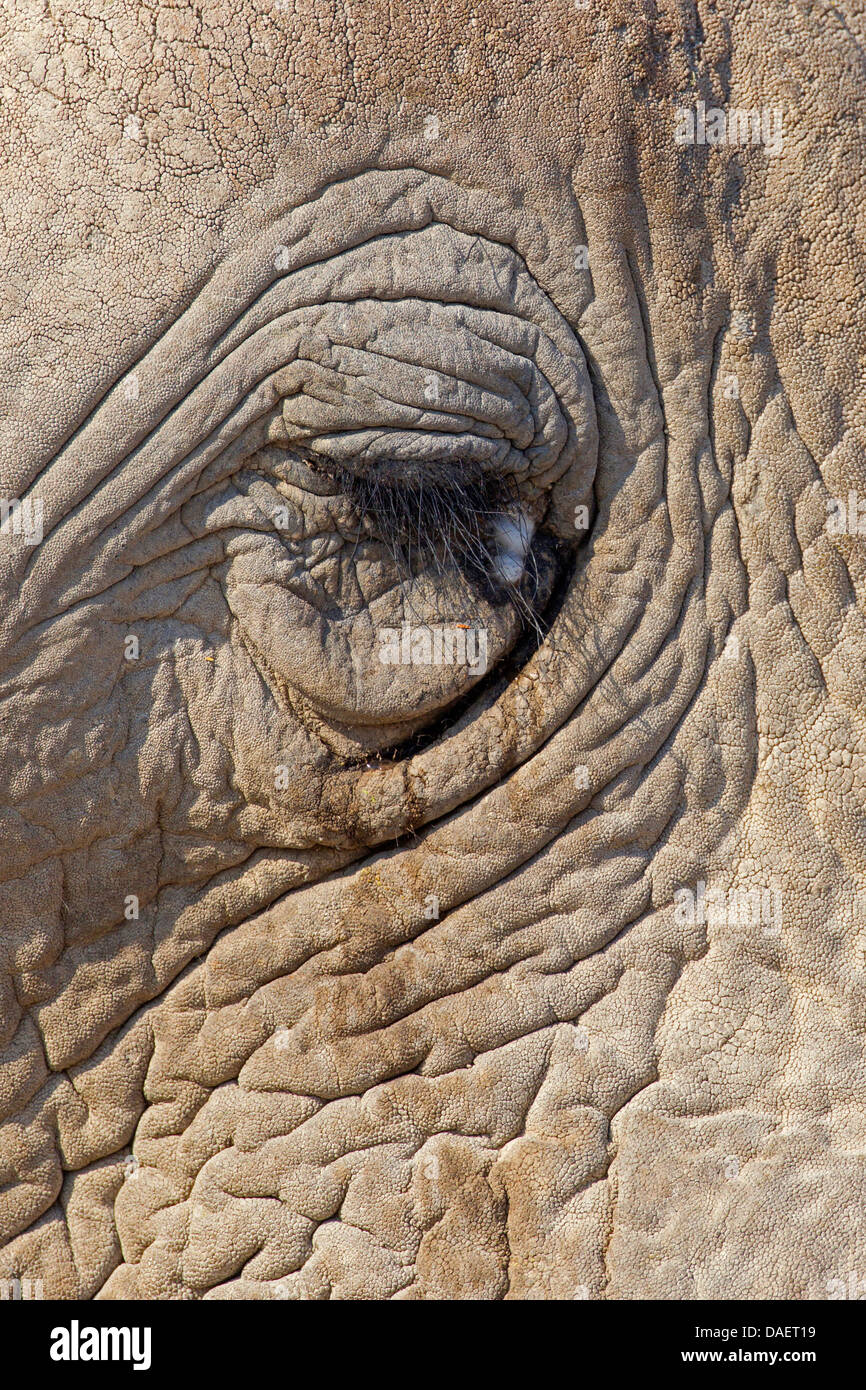 Eye of the elephant hi-res stock photography and images - Alamy