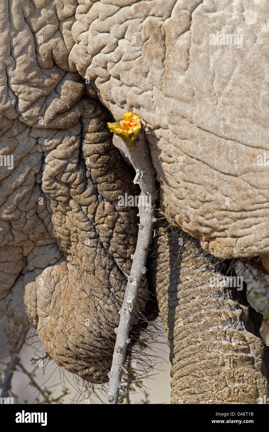 African elephant (Loxodonta africana), elephant having a scratch at a ...