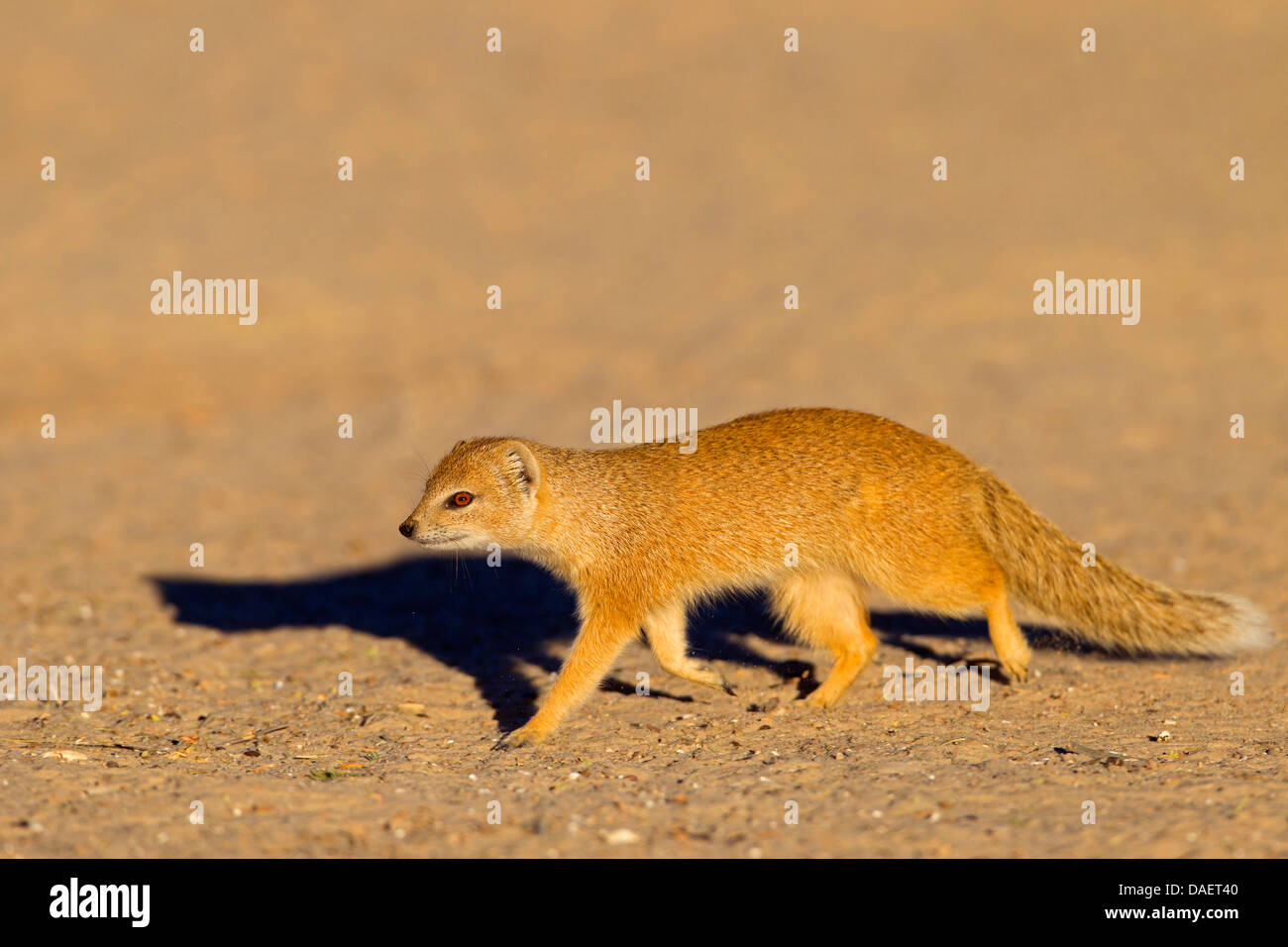 yellow mongoose (Cynictis penicillata), walking with shadow, South ...