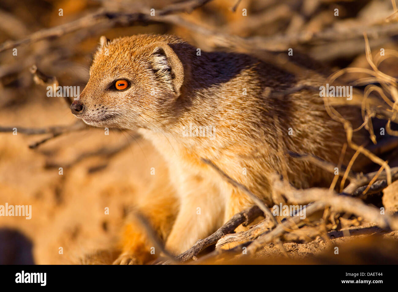 yellow mongoose (Cynictis penicillata), young individual, South Africa ...