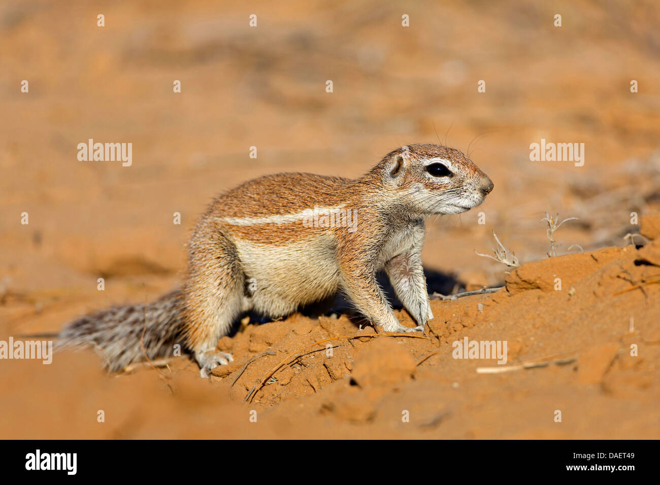 South African ground squirrel, Cape ground squirrel (Geosciurus inauris ...