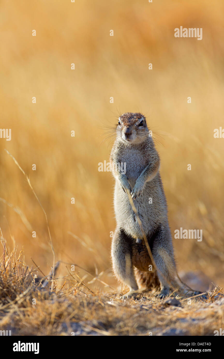 South African ground squirrel, Cape ground squirrel (Geosciurus inauris ...