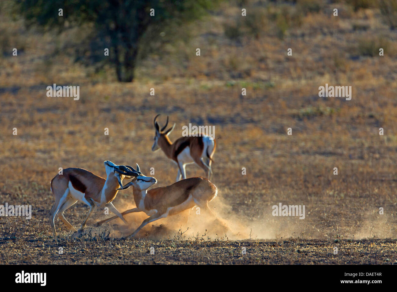Springbok fighting hi-res stock photography and images - Alamy