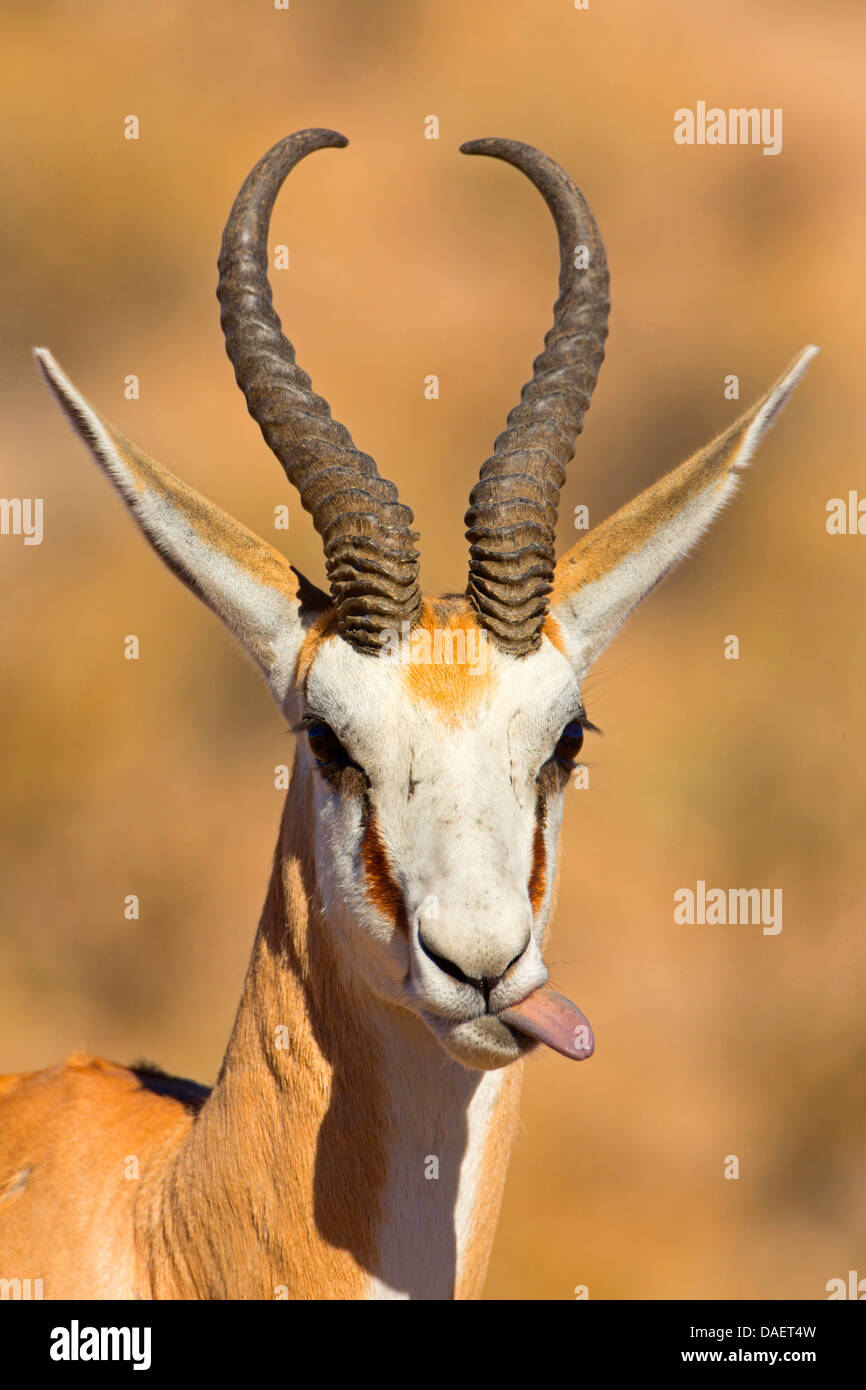 springbuck, springbok (Antidorcas marsupialis), poking the tongue out ...