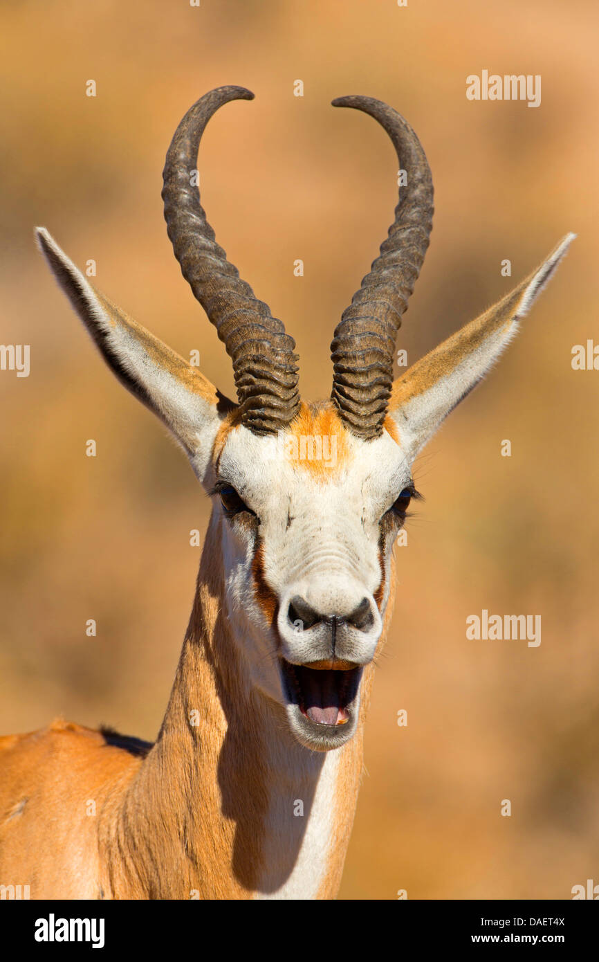springbuck, springbok (Antidorcas marsupialis), bleating, South Africa ...
