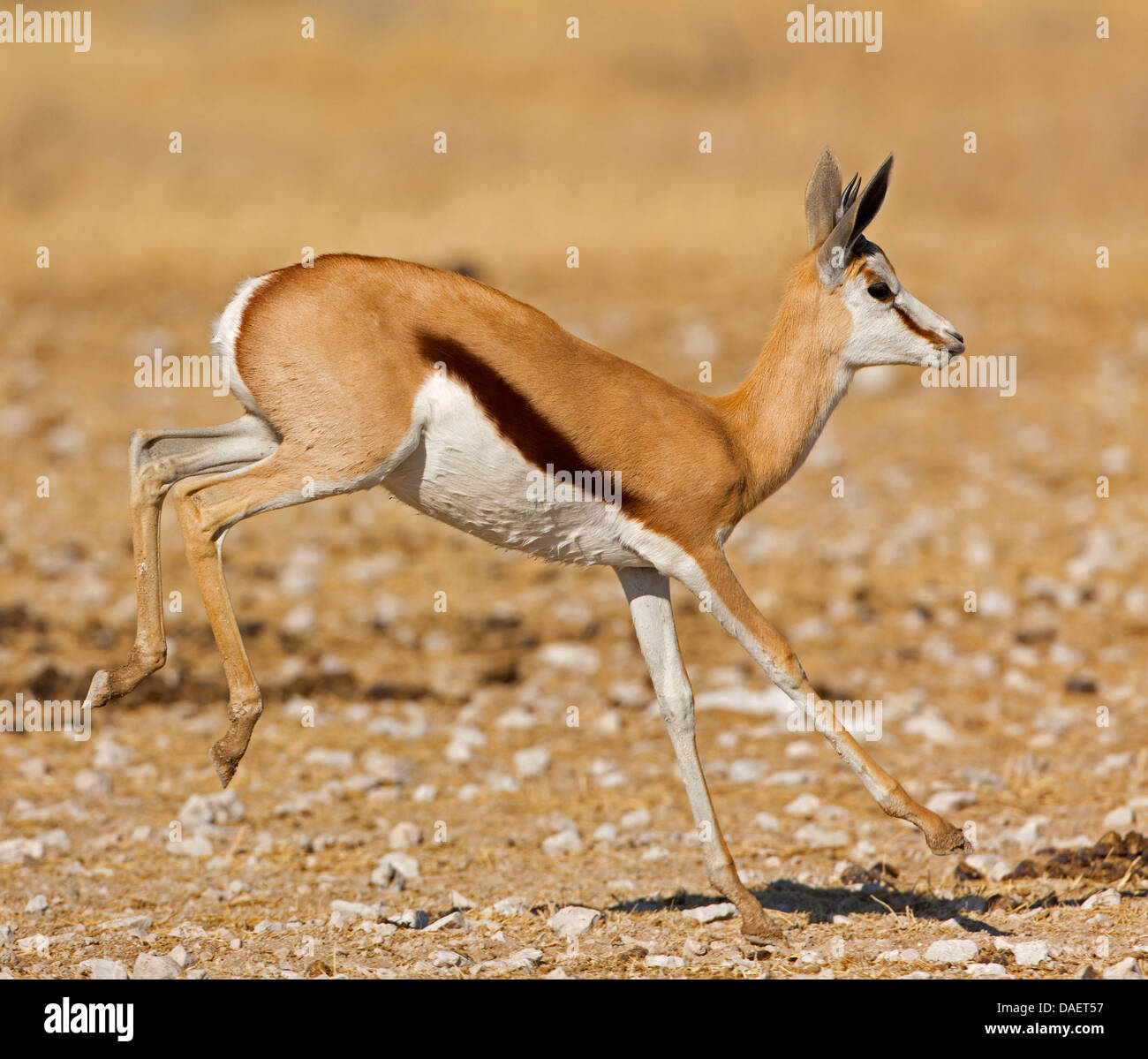 Springbok jumping hi-res stock photography and images - Alamy