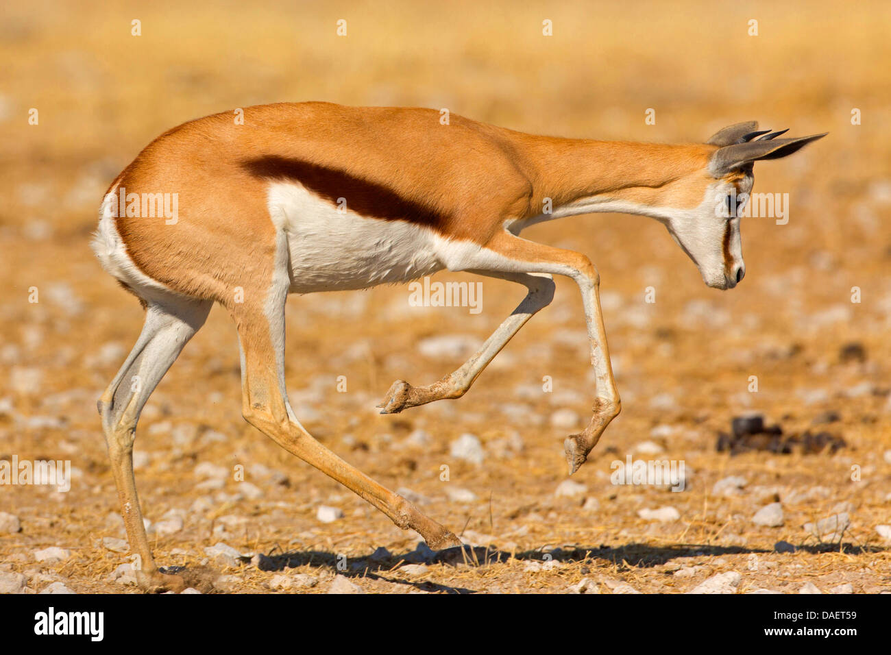 Springbok jumping south africa hi-res stock photography and images - Alamy