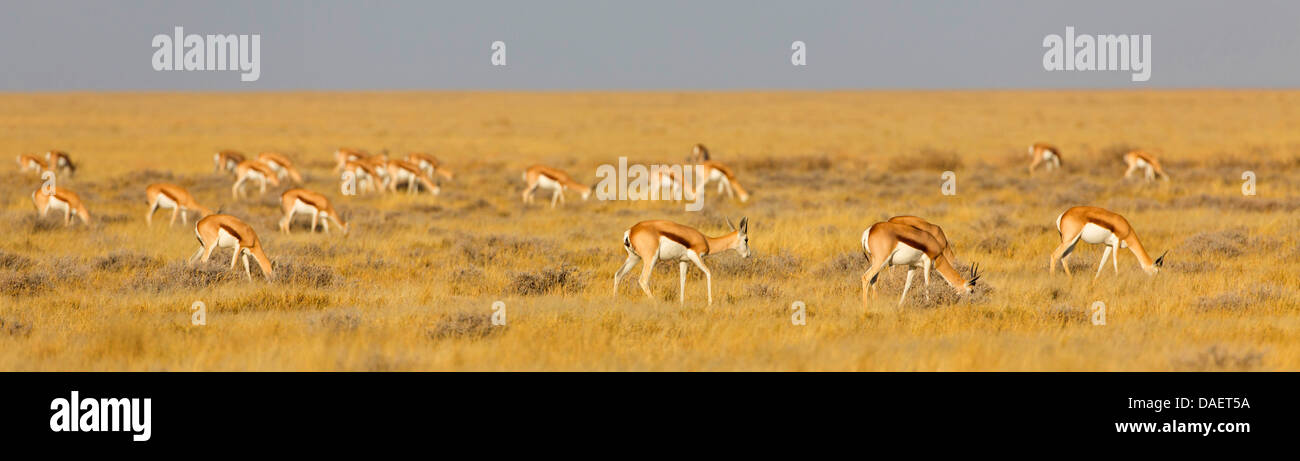 Springbuck herd hi-res stock photography and images - Alamy