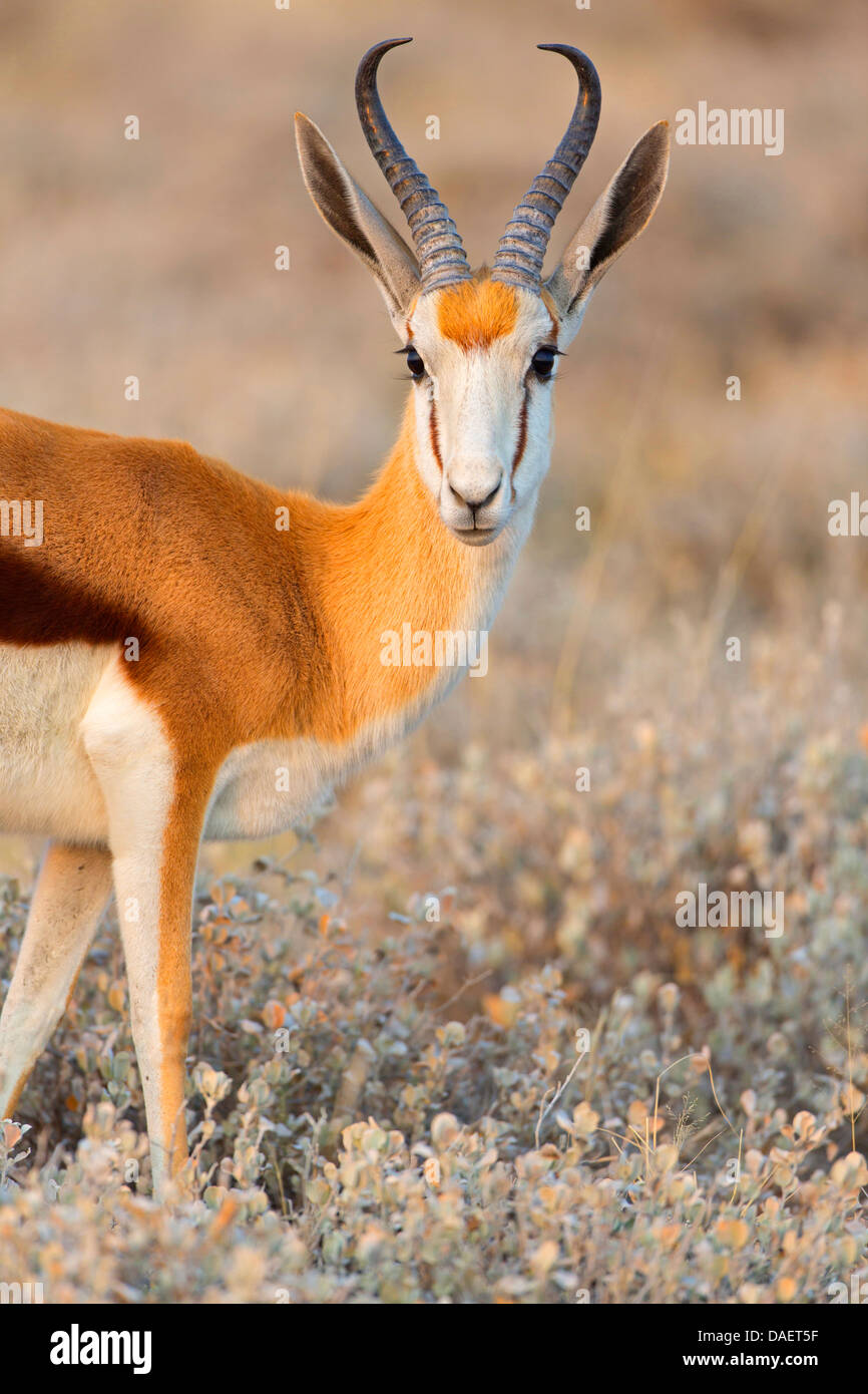 Common Springbuck