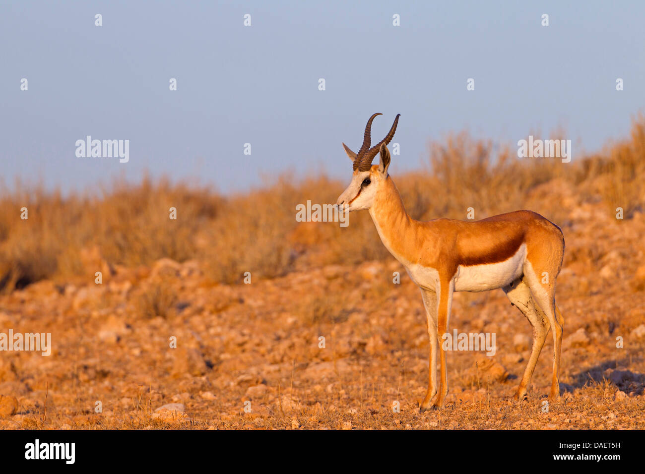 Springbok running hi-res stock photography and images - Alamy