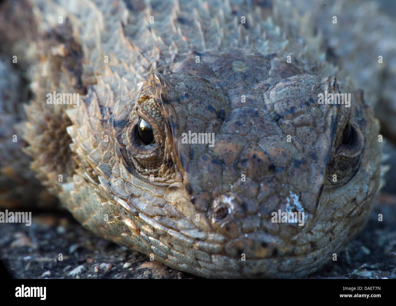 July 11, 2013 - Elkton, Oregon, U.S - A wild western fence lizard soaks ...