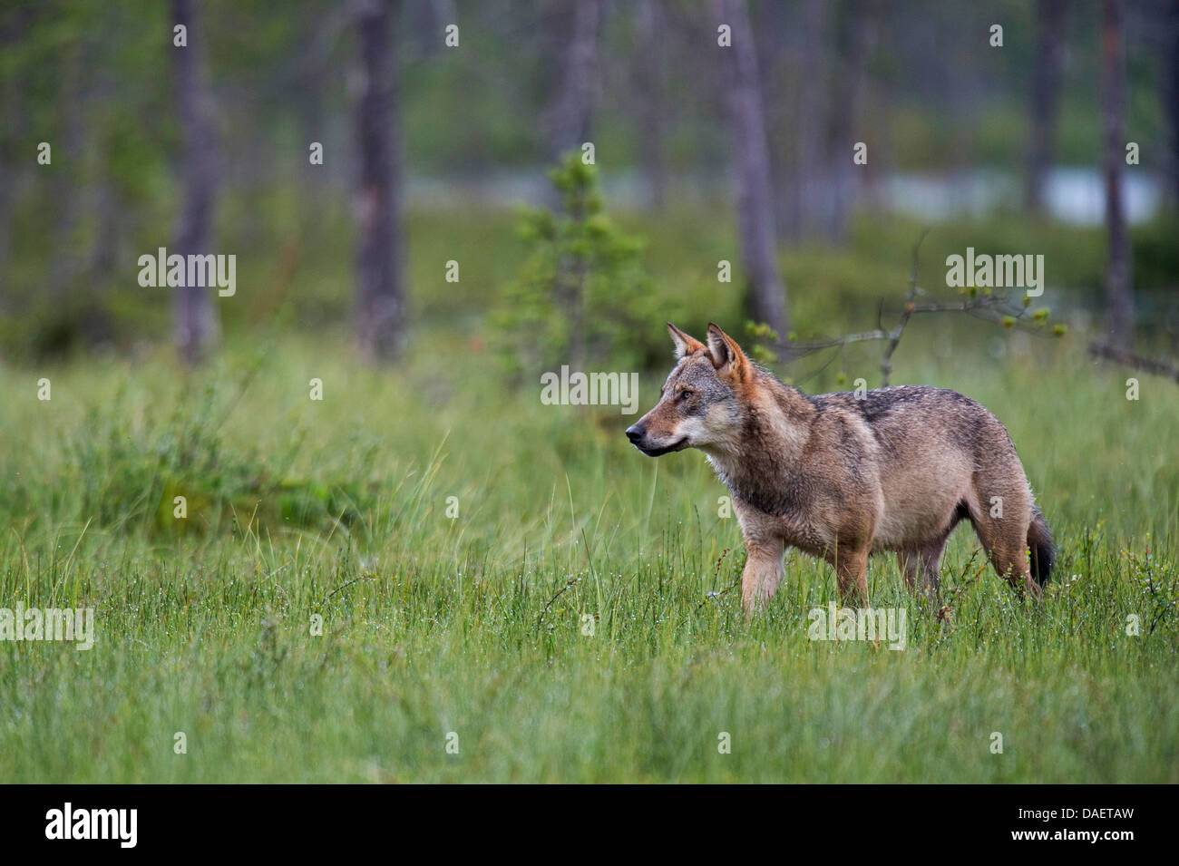 European gray wolf (Canis lupus lupus), standing on high grass, Finland ...