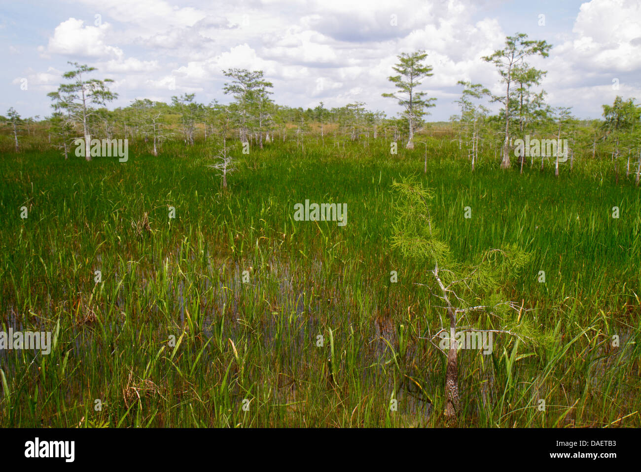 Miami Florida,Florida City,Everglades National Park,Main Park Road ...