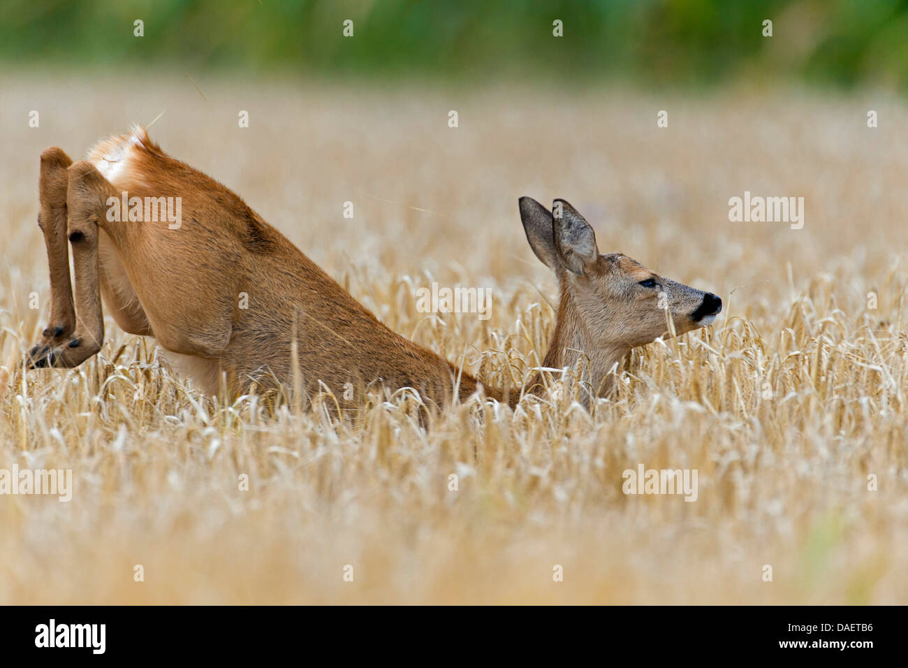 roe deer (Capreolus capreolus), doe jumping in a cornfield, Germany ...