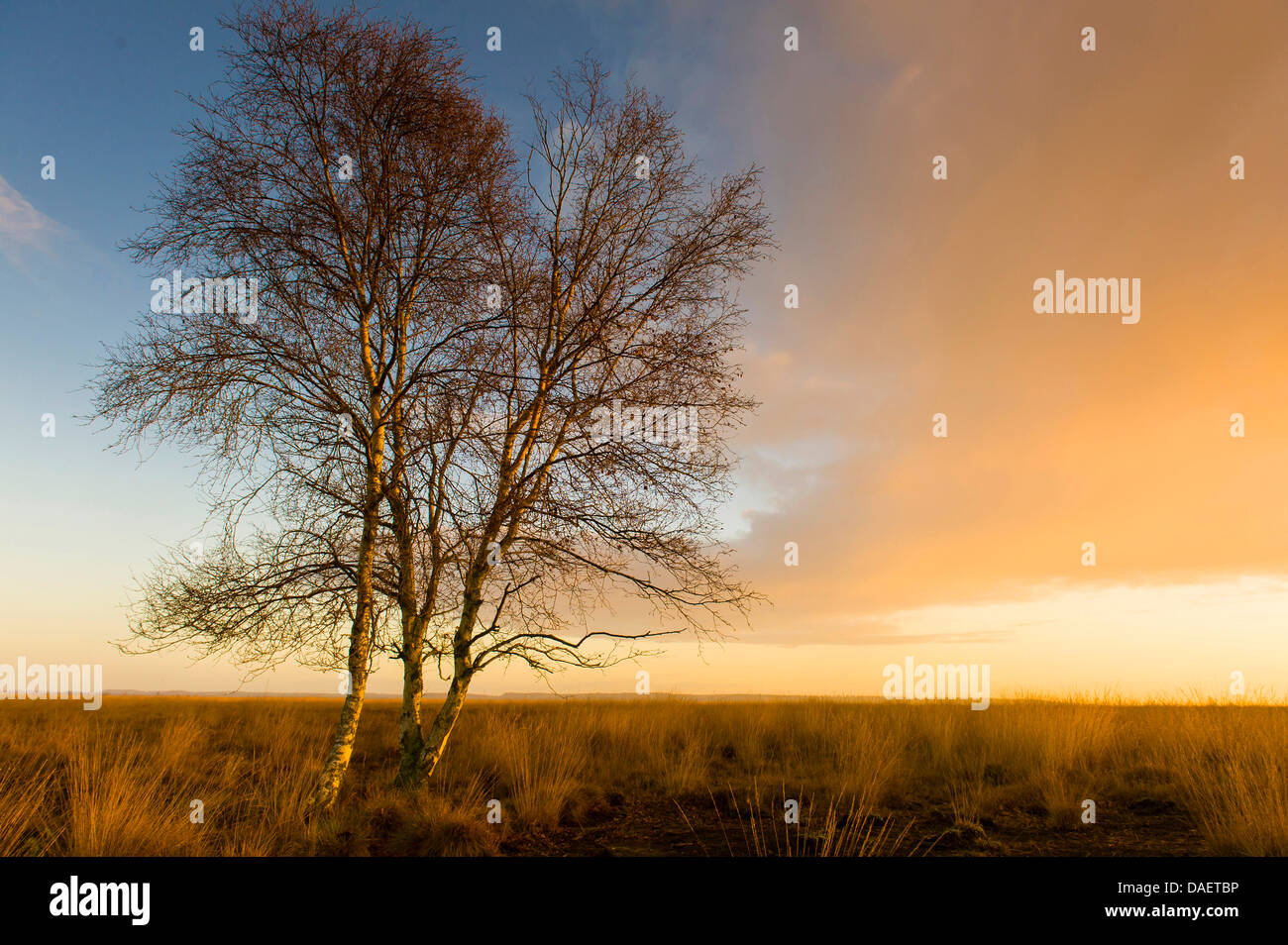 birch in bog in autumn, Germany, Lower Saxony Stock Photo - Alamy