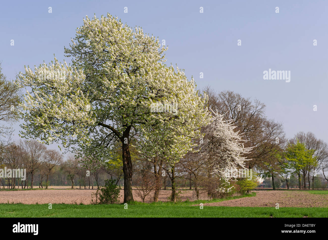 wild cherry, sweet cherry, gean, mazzard (Prunus avium), blooming ...