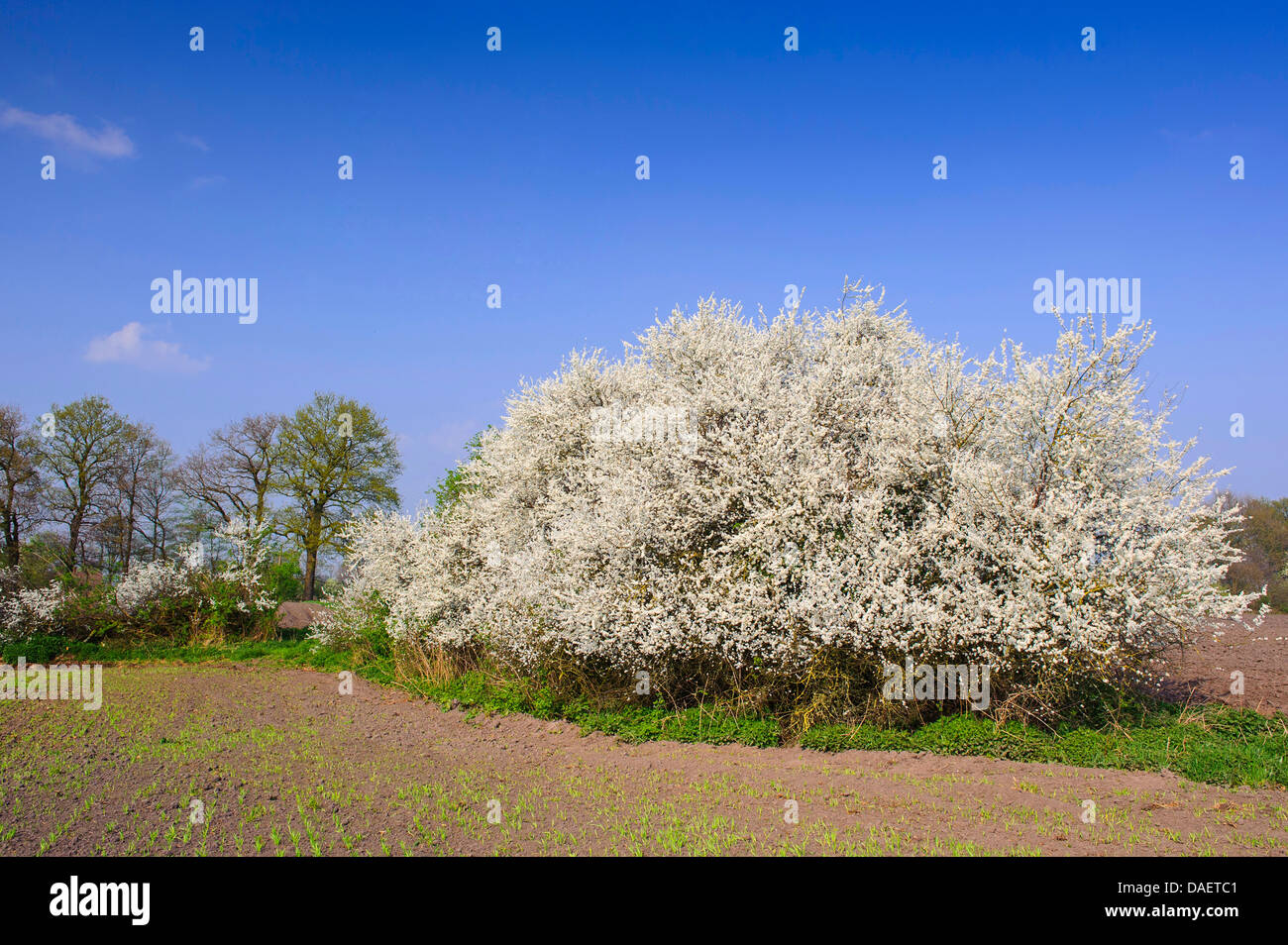 Prunus Spinosa Hedge
