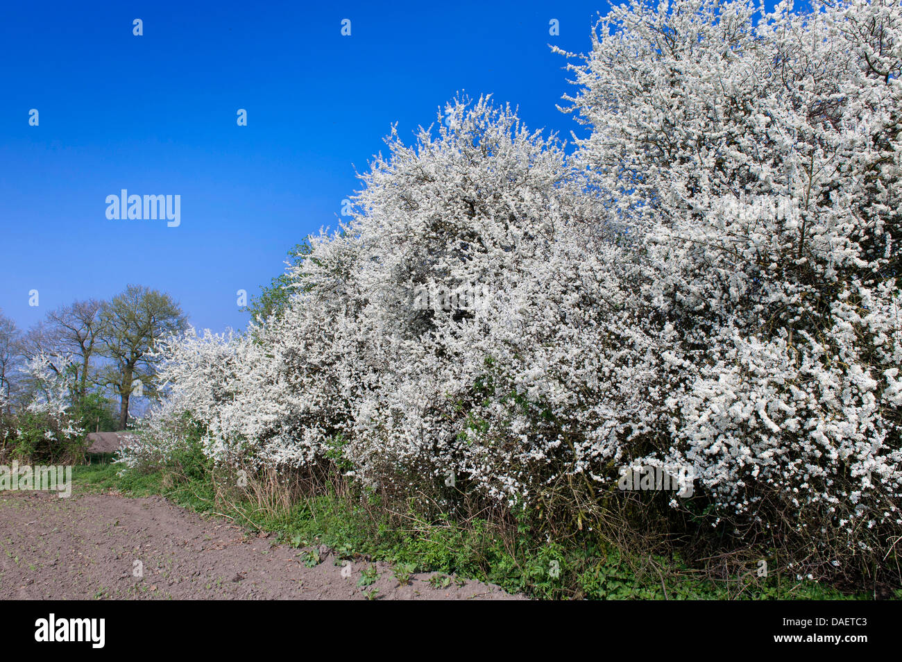 blackthorn, sloe (Prunus spinosa), blooming blackthorn hedge, Germany ...