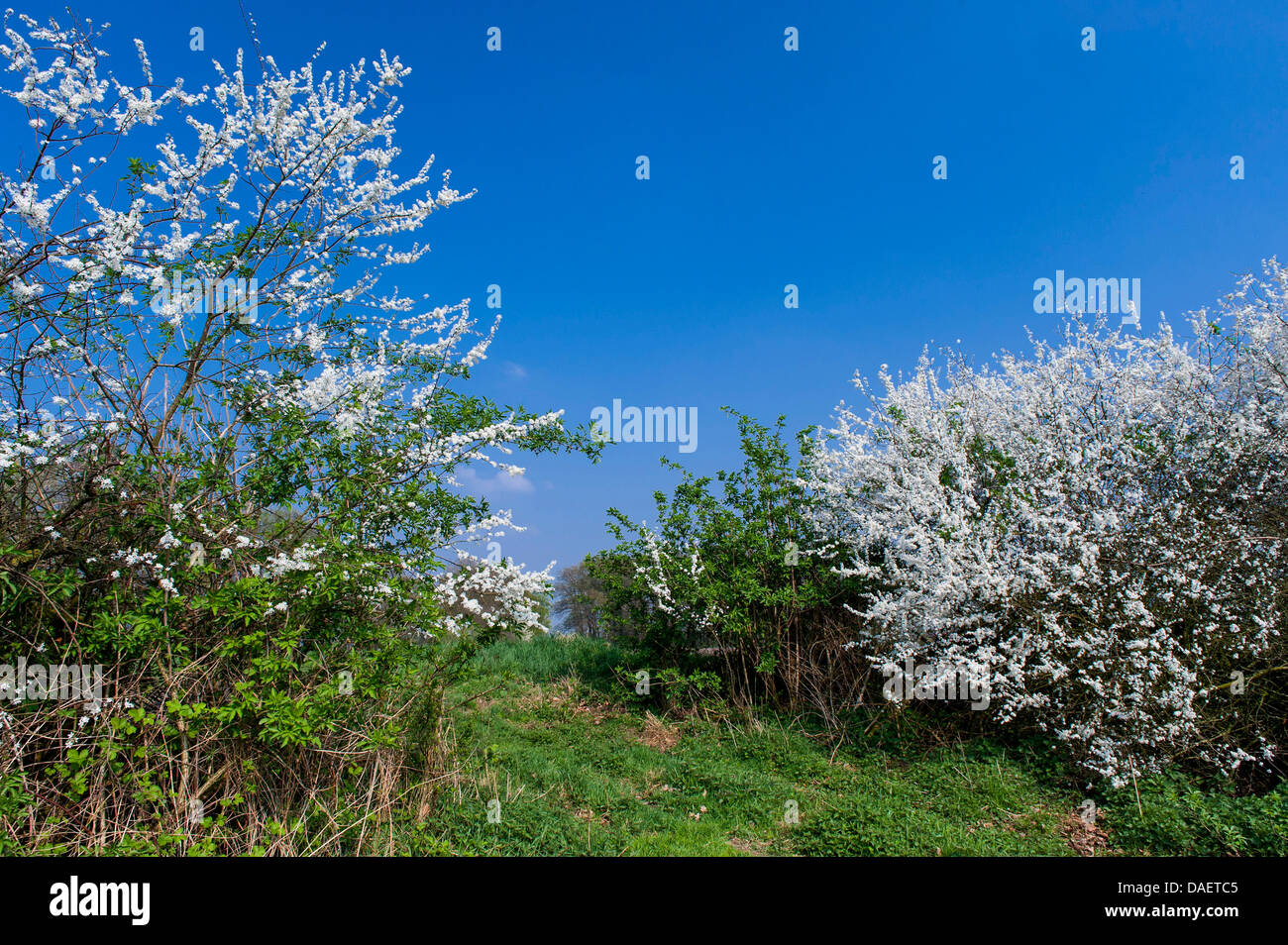 Hedge field boundaries hi-res stock photography and images - Alamy