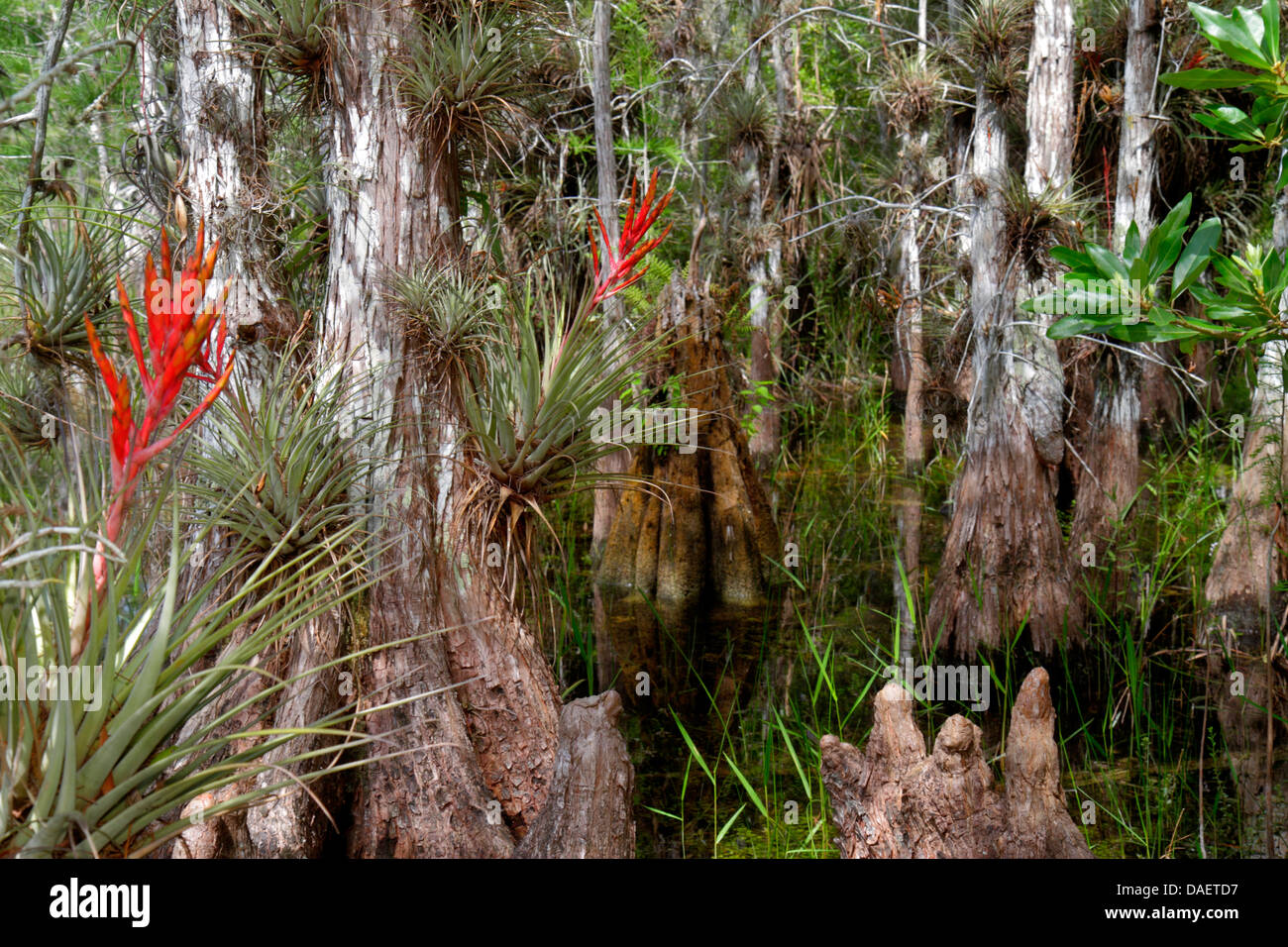 Florida Everglades National Park Trees High Resolution Stock ...