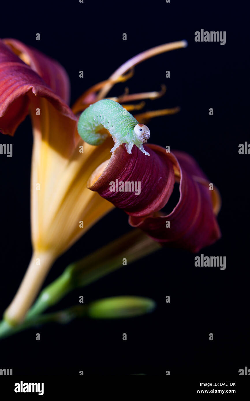 The lily caterpillar hi-res stock photography and images - Alamy