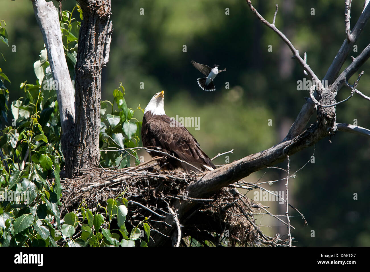 Bald eagle swooping hi-res stock photography and images - Alamy