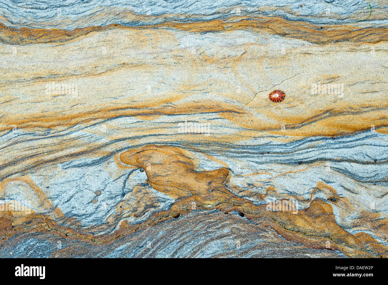 Limpet shell hi-res stock photography and images - Alamy