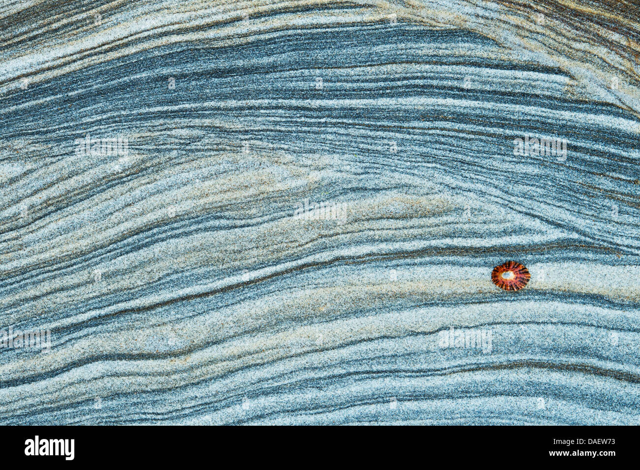 Limpet Shell High Resolution Stock Photography and Images - Alamy