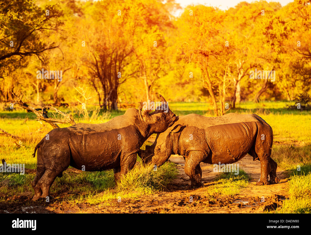 Two fighting rhinoceros in the African park, aggressive animals, big ...