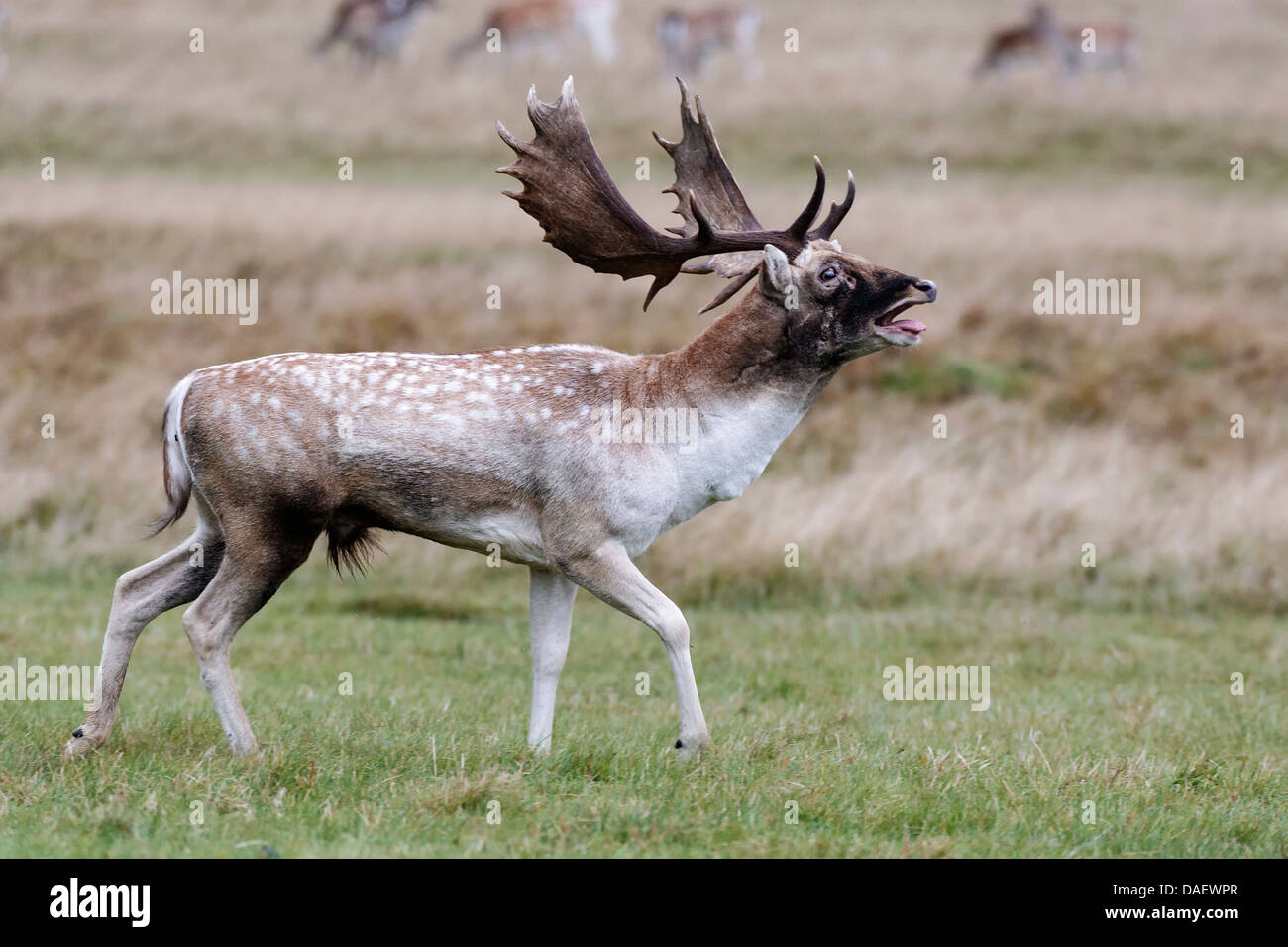 Fallow Deer buck strutting and bugling Stock Photo - Alamy