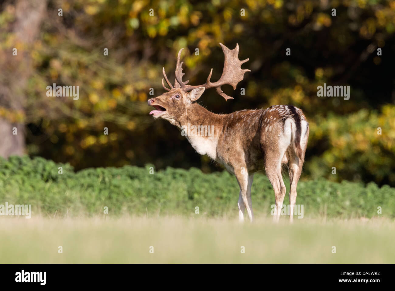Fallow Deer buck gasping after an energetic chase Stock Photo - Alamy