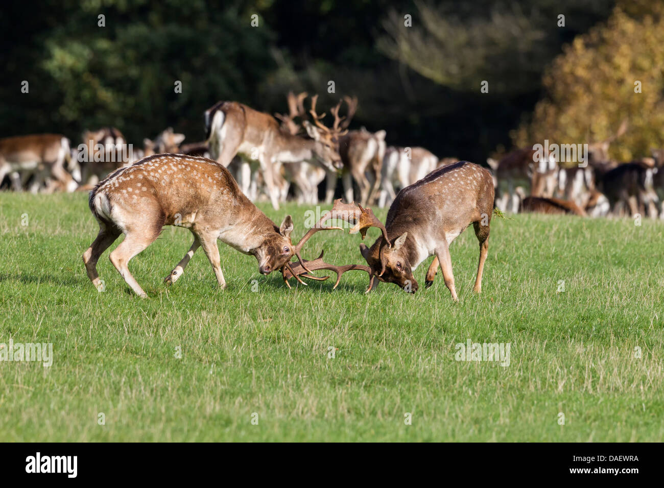 Bucks fighting hi-res stock photography and images - Alamy