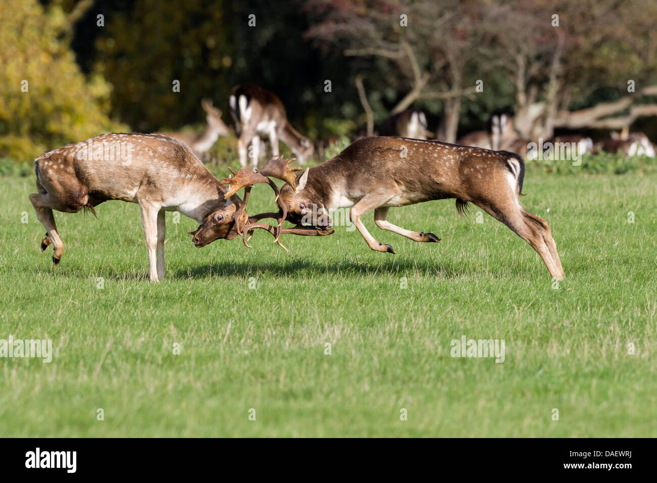 Fallow Deer bucks fighting Stock Photo - Alamy